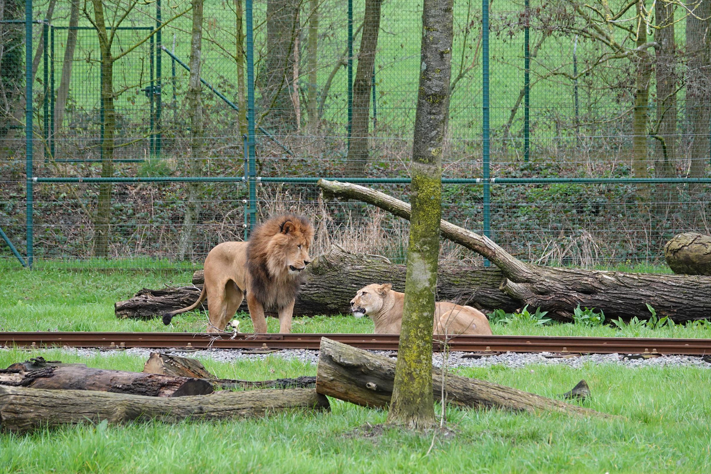 Antwerpse Zoo-fan begrijpt niet dat Nestor plots zo tekeer is gegaan: “Hij leek de rust zelve in ...